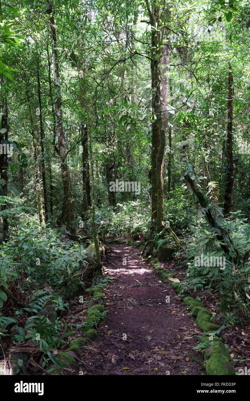 Road through bush road through bush hi-res stock photography and images ...