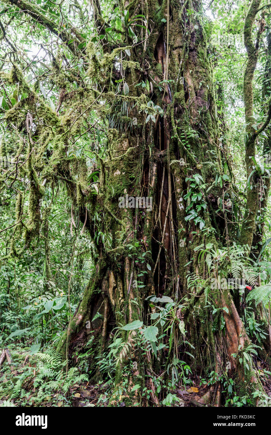 Old majestic tree hi-res stock photography and images - Alamy