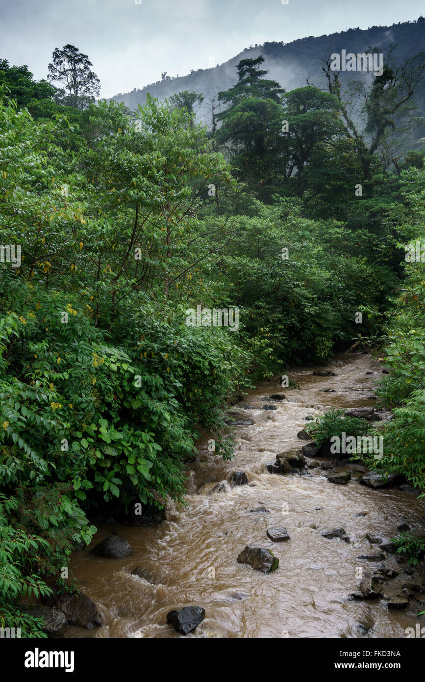 Foggy weather in forest hi-res stock photography and images - Alamy