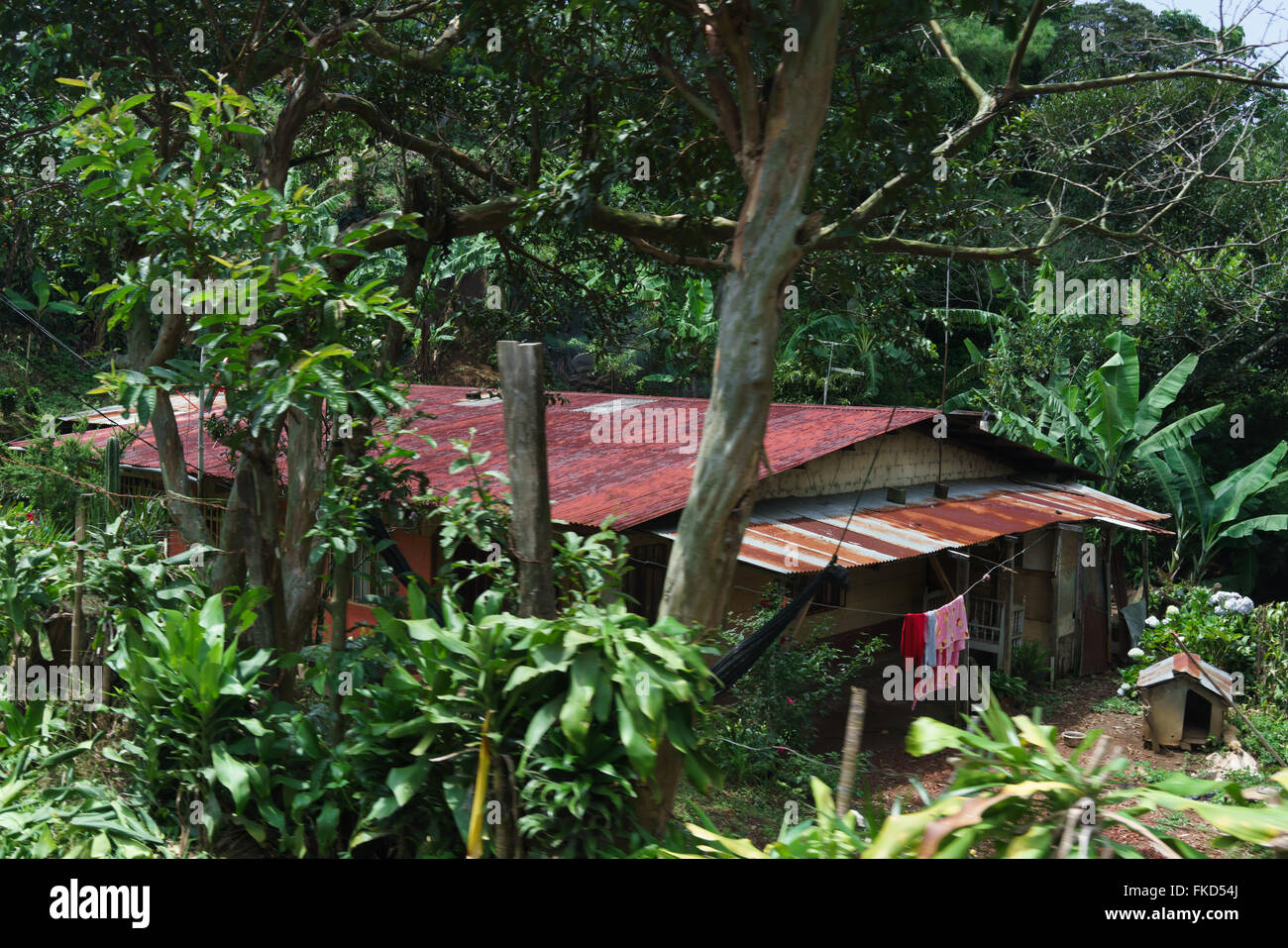 Elevated view of house surrounding by trees, Costa Rica Stock Photo - Alamy
