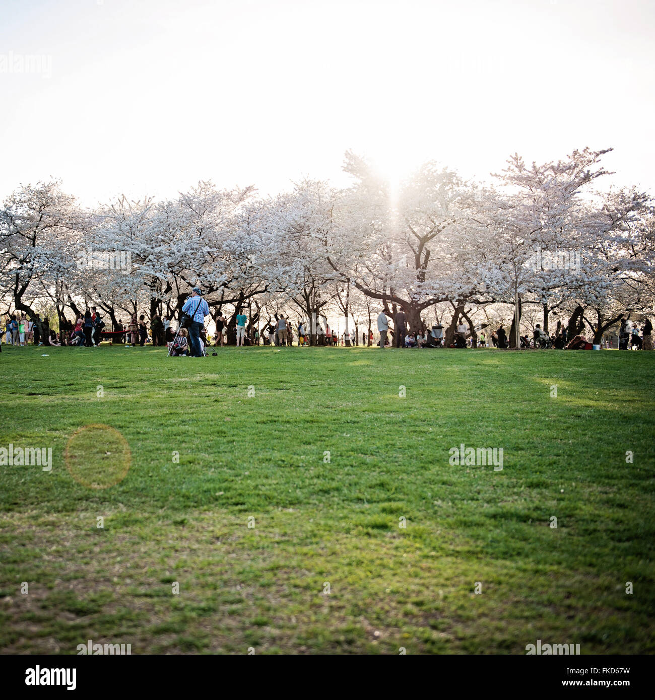 National mall grass hi-res stock photography and images - Alamy