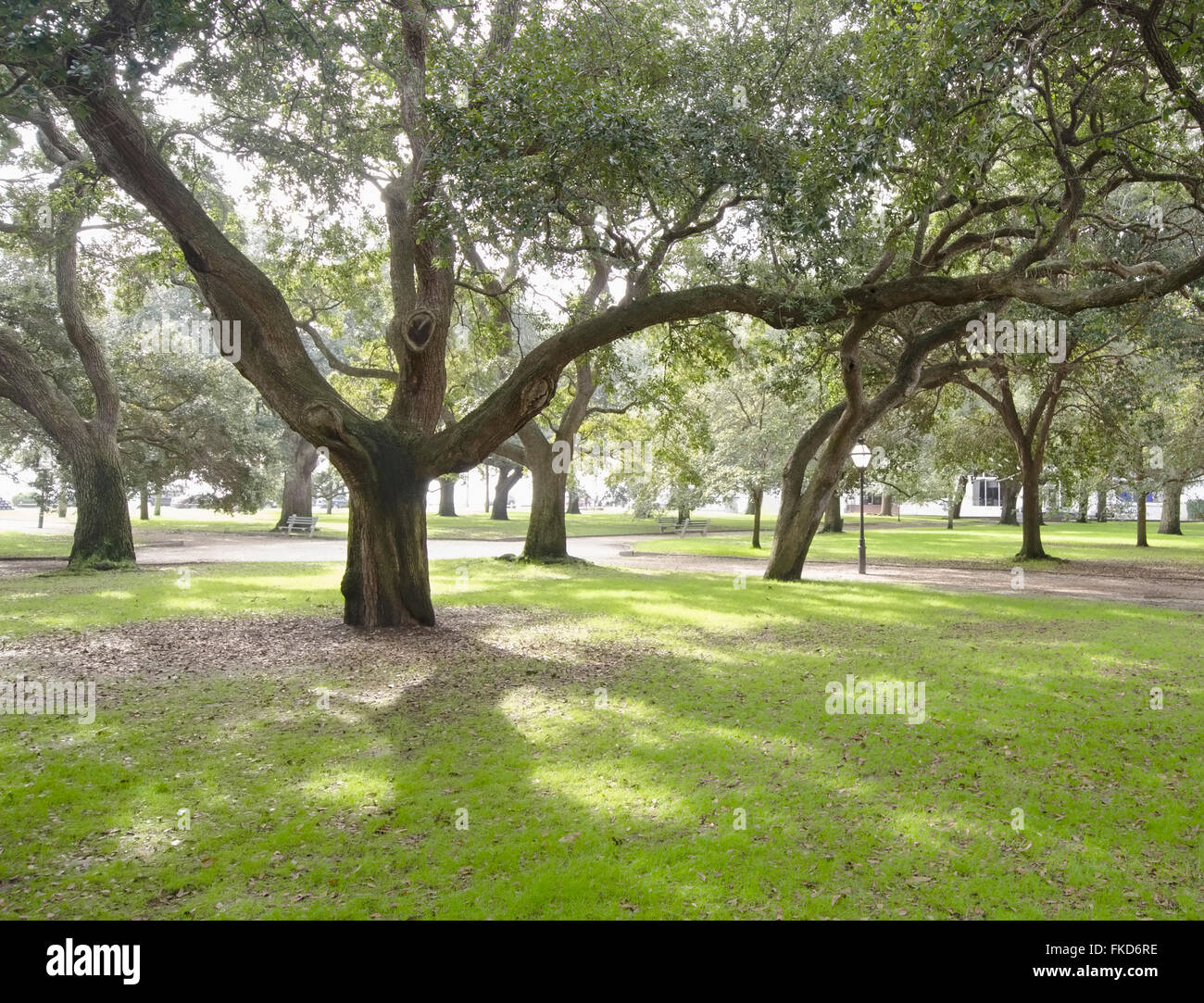 Green trees in park Stock Photo - Alamy