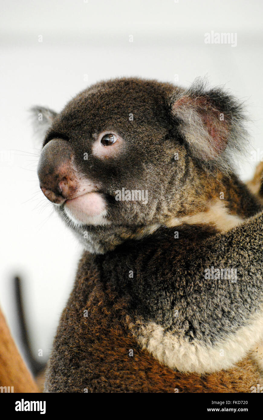 Koala portrait hi-res stock photography and images - Alamy