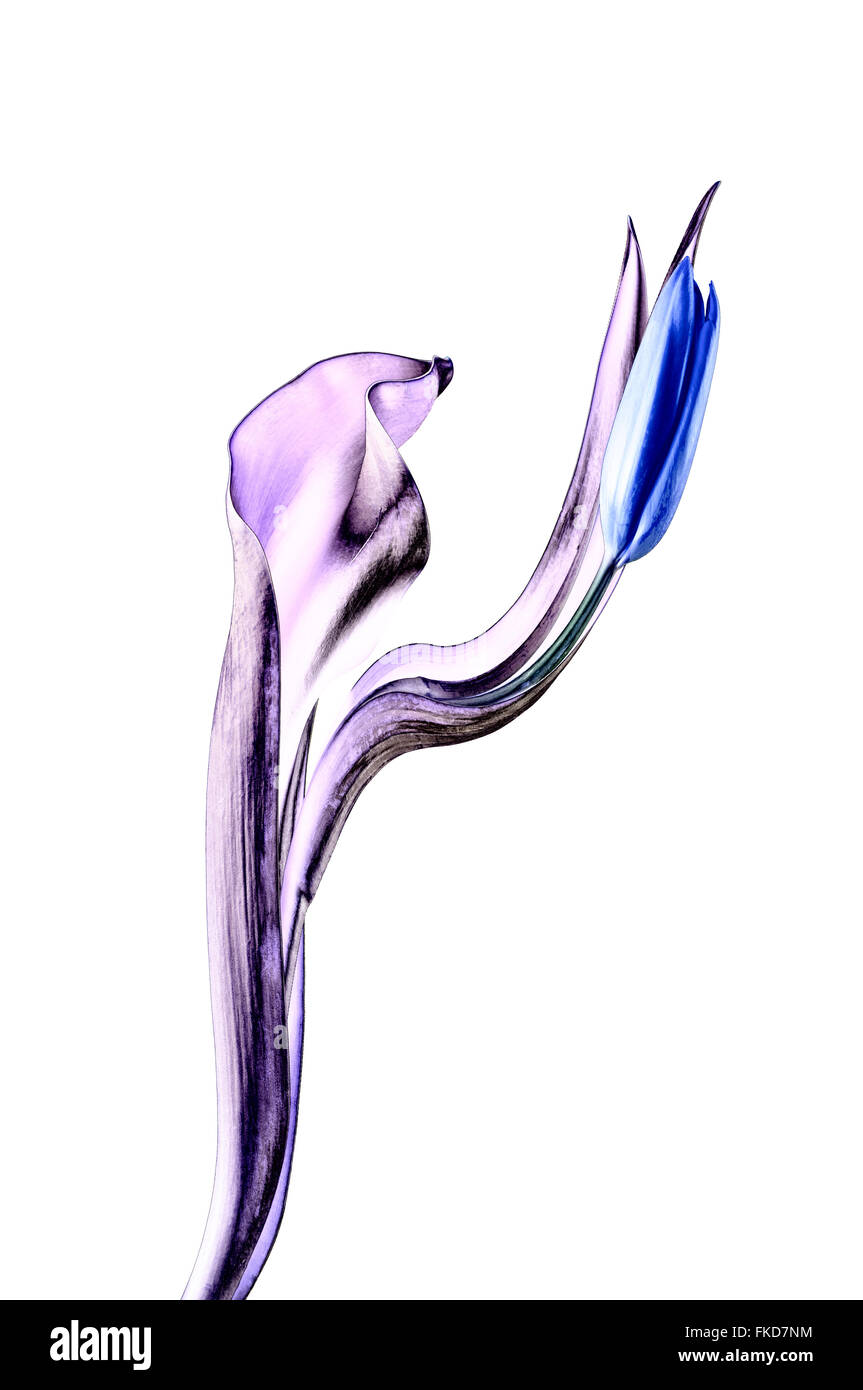 Photograph manipulation Cut Out Stock Images & Pictures - Alamy