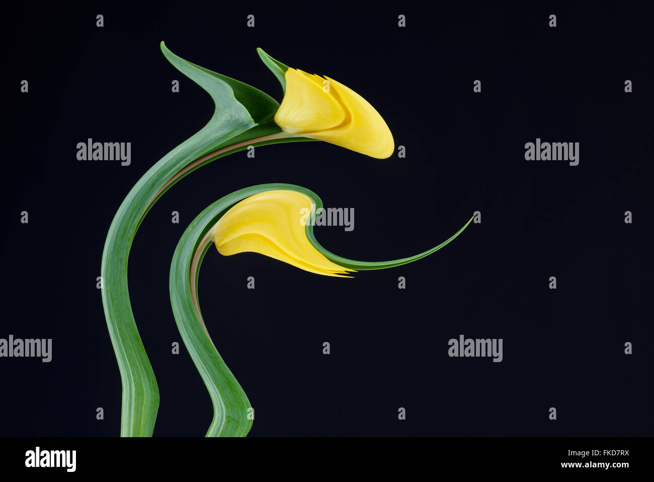 A digitally manipulated photograph of Tulip flowers Stock Photo - Alamy