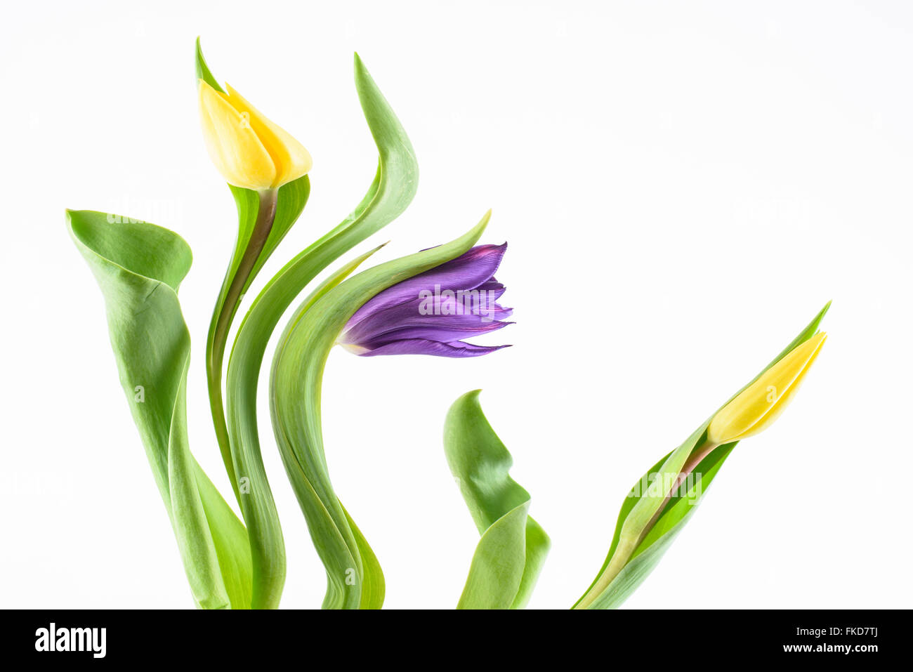 A digitally manipulated photograph of Tulip flowers Stock Photo - Alamy
