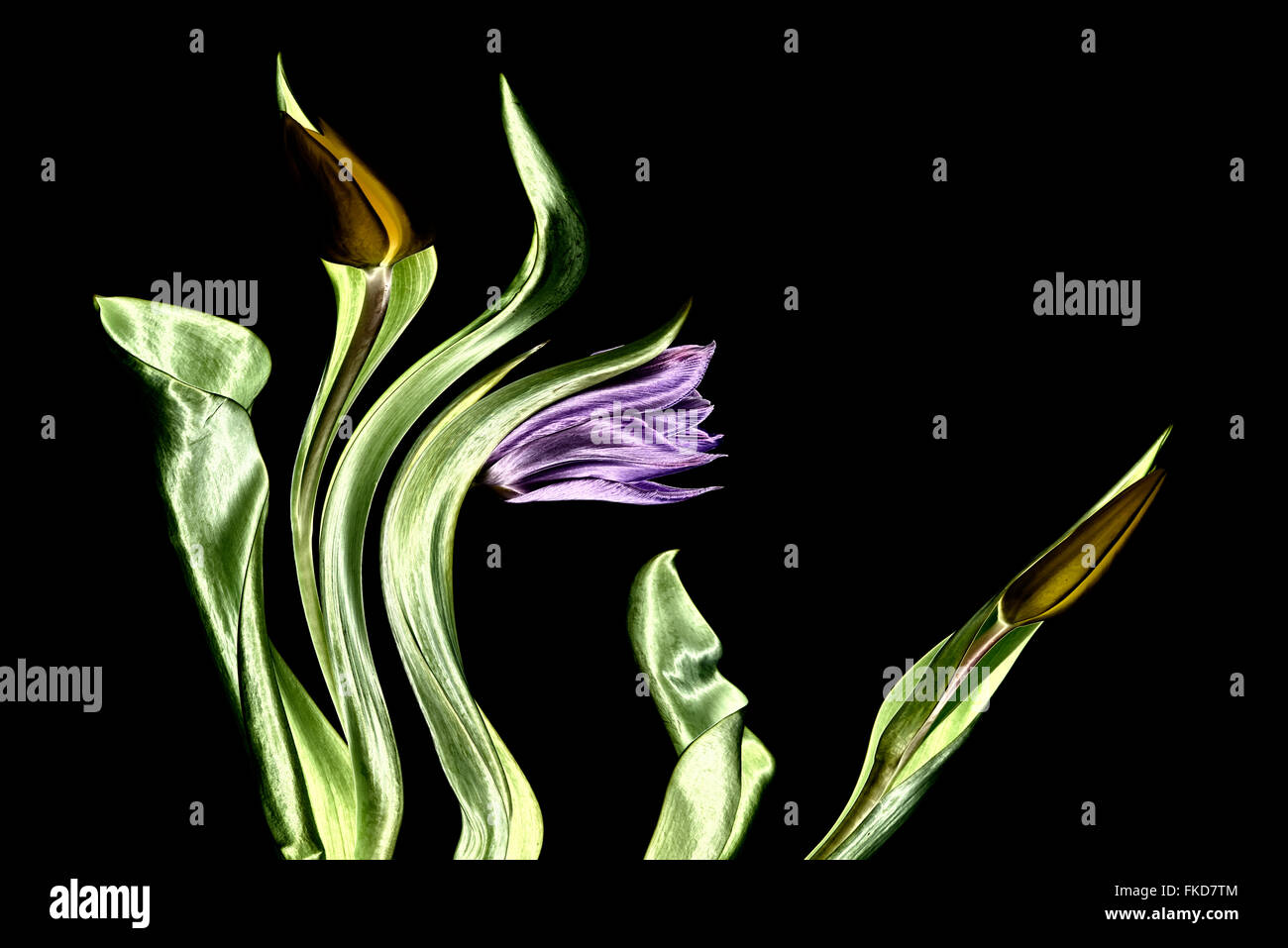 A digitally manipulated photograph of Tulip flowers Stock Photo - Alamy