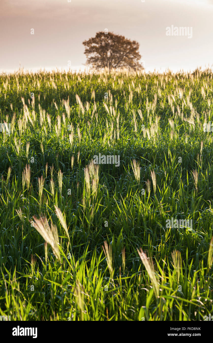 Crop field background hi-res stock photography and images - Alamy