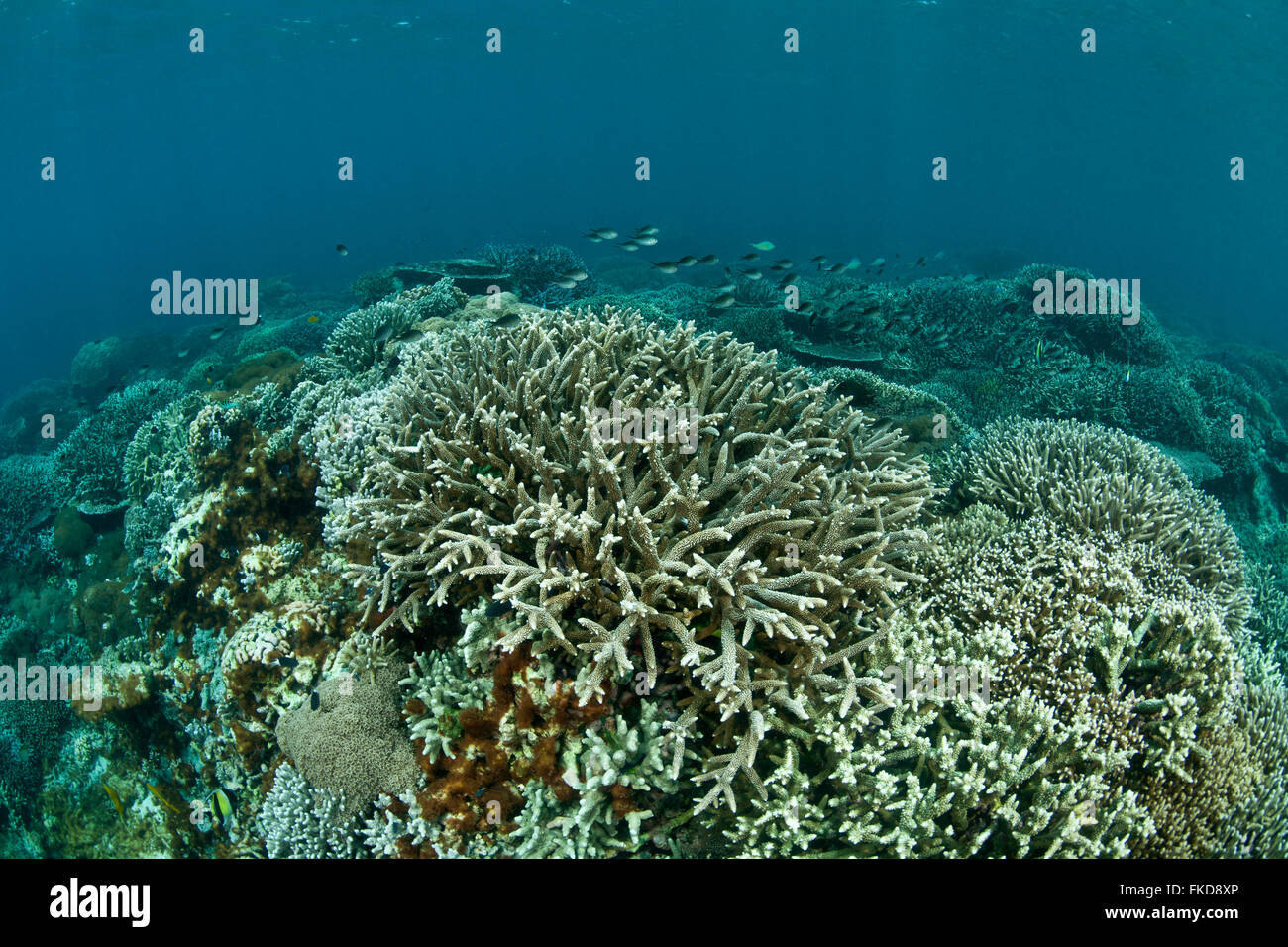 Tropical coral reefs in the Coral Triangle Stock Photo - Alamy