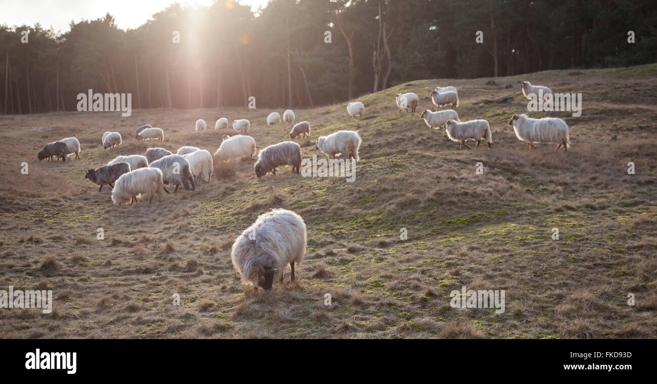 backlit grazing horned sheep at sundown on the moor near Zeist and ...