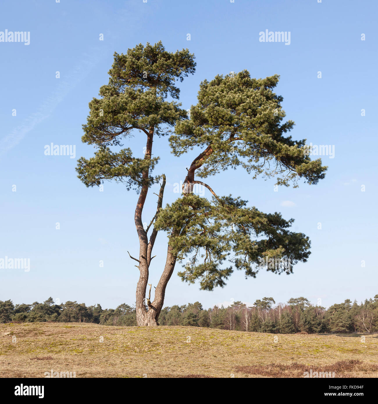 solitary pine tree stands alone against blue sky with forest in the ...
