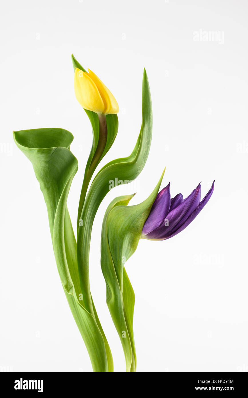 A digitally manipulated photograph of Tulip flowers Stock Photo - Alamy