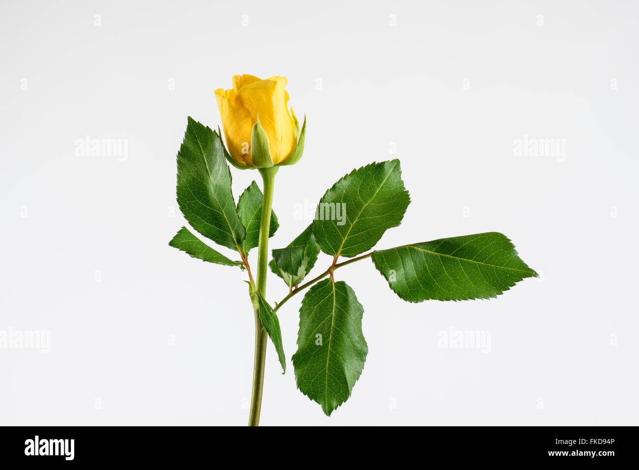 Single yellow rose against a white background Stock Photo - Alamy