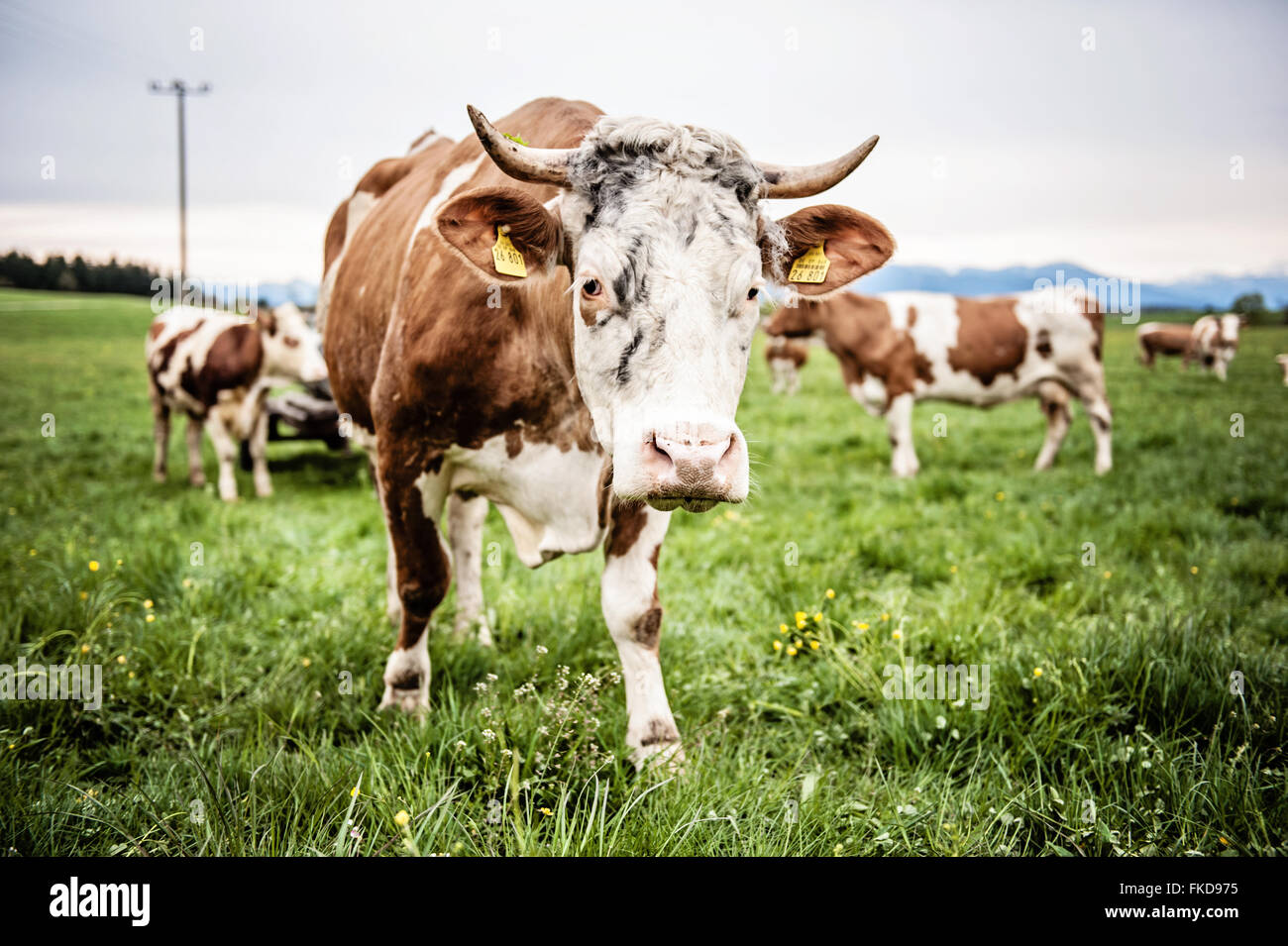 Bavarian cow hi-res stock photography and images - Alamy