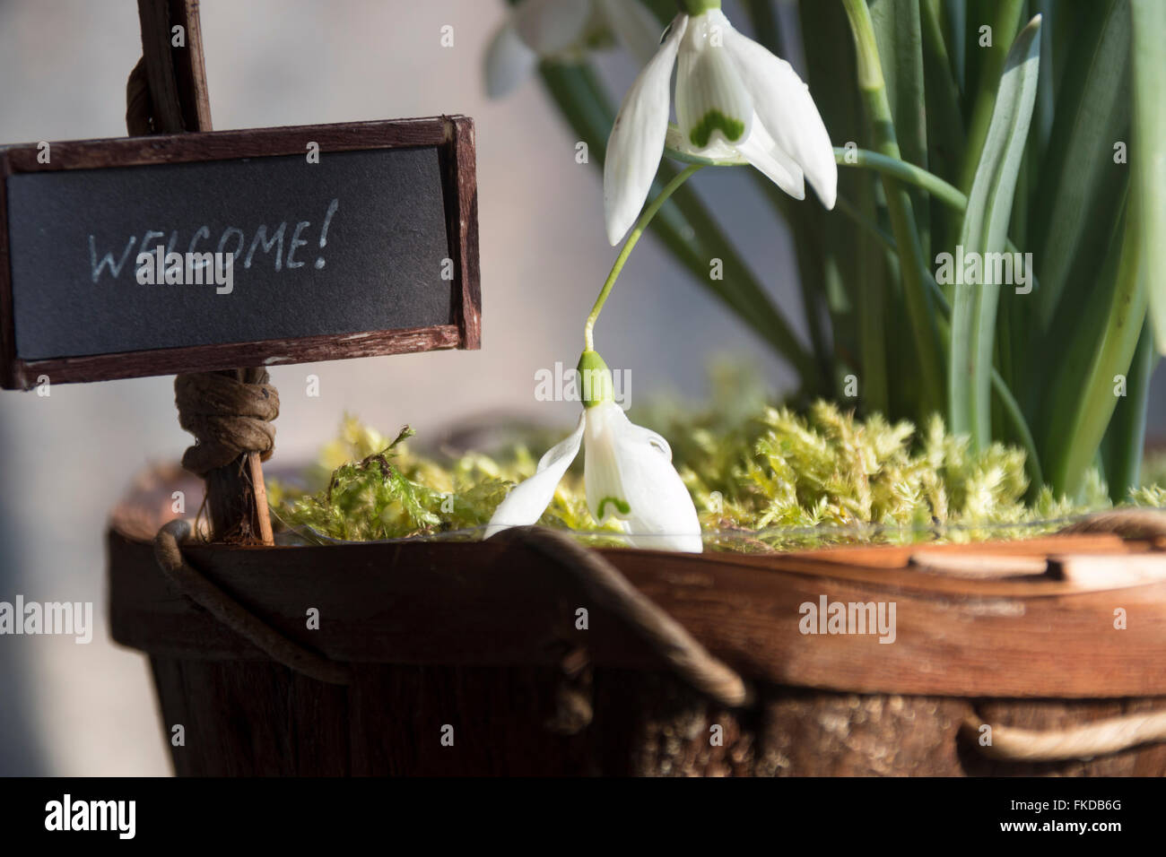 welcome hand lettering text and snowdrops Stock Photo - Alamy