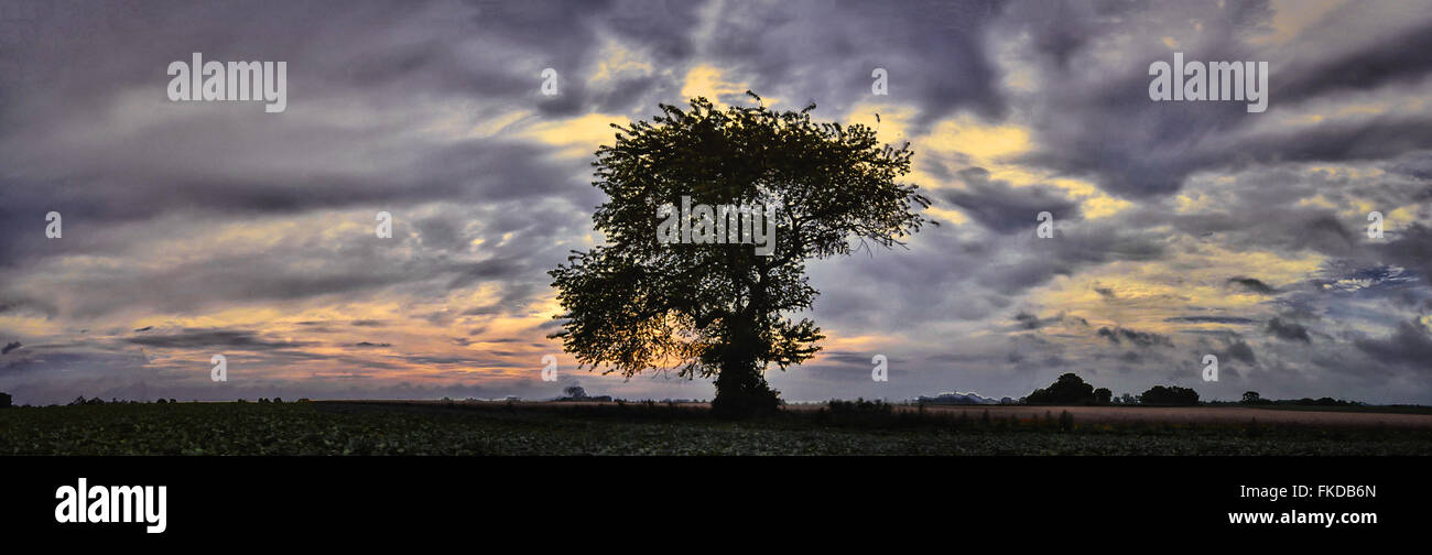 Sunrise with solitary tree Stock Photo - Alamy