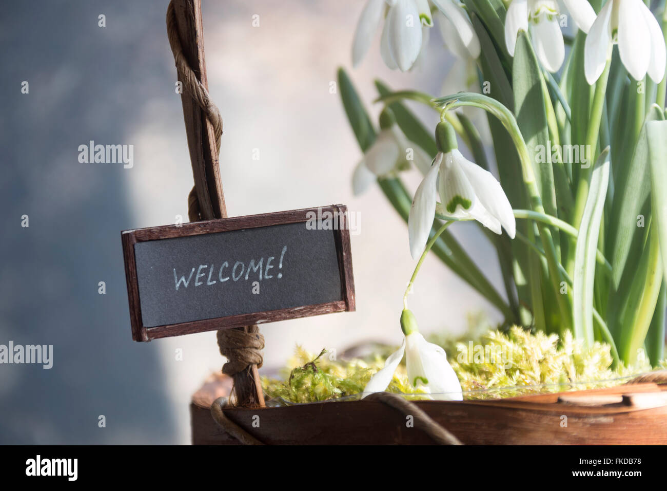 welcome hand lettering text and snowdrops Stock Photo - Alamy