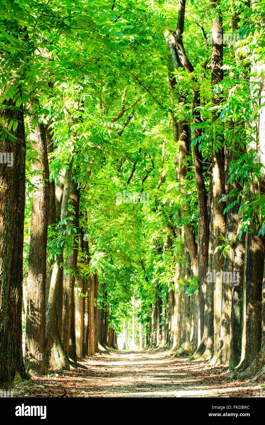 The Country road running through tree with nice color Stock Photo - Alamy