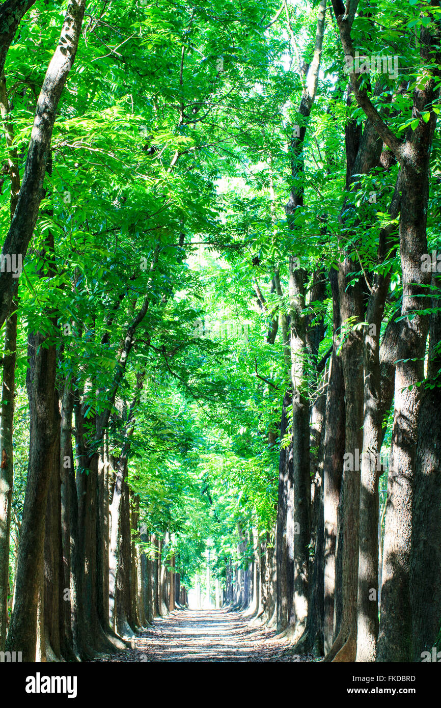 The Country road running through tree with nice color Stock Photo - Alamy