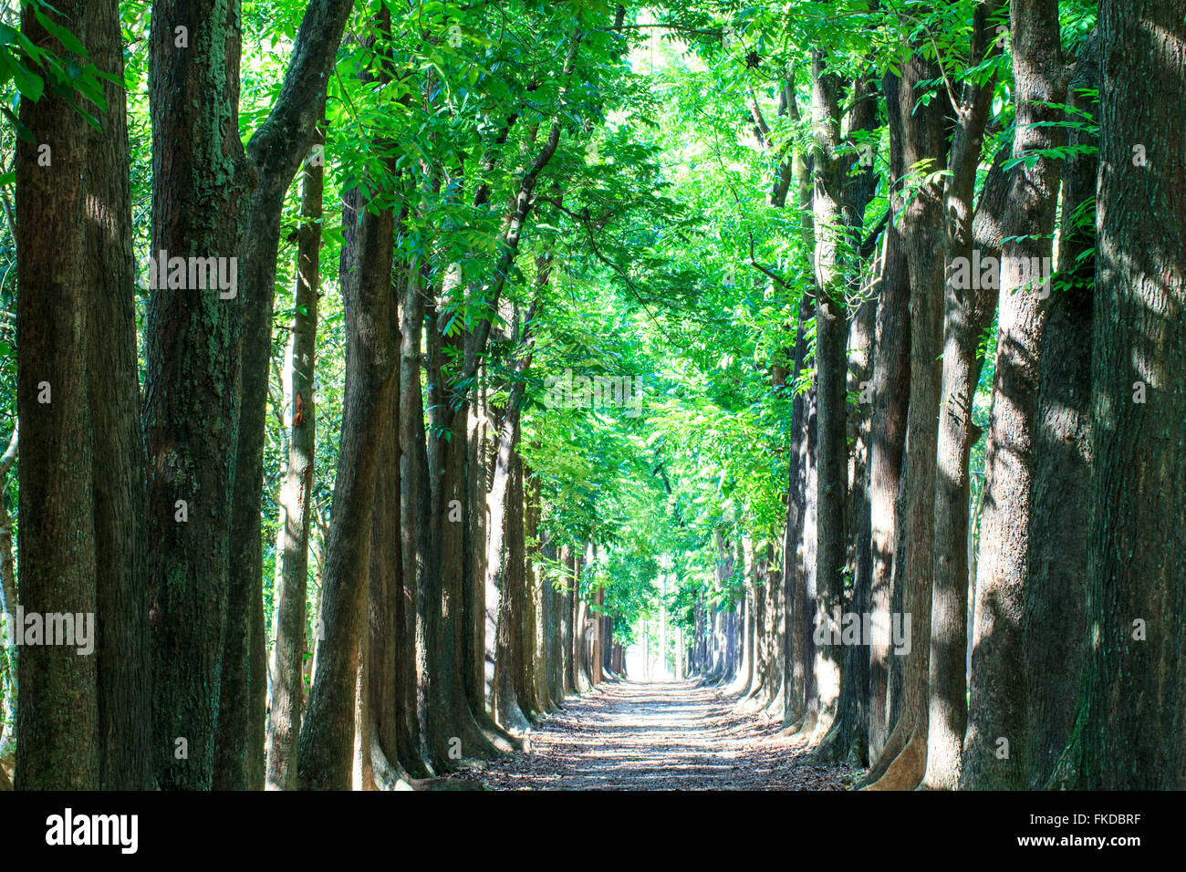 The Country road running through tree with nice color Stock Photo - Alamy