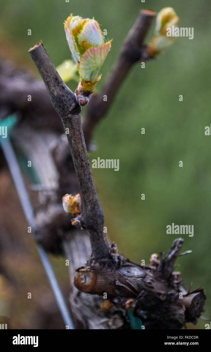 Budbreak, Grape Vine Stock Photo - Alamy