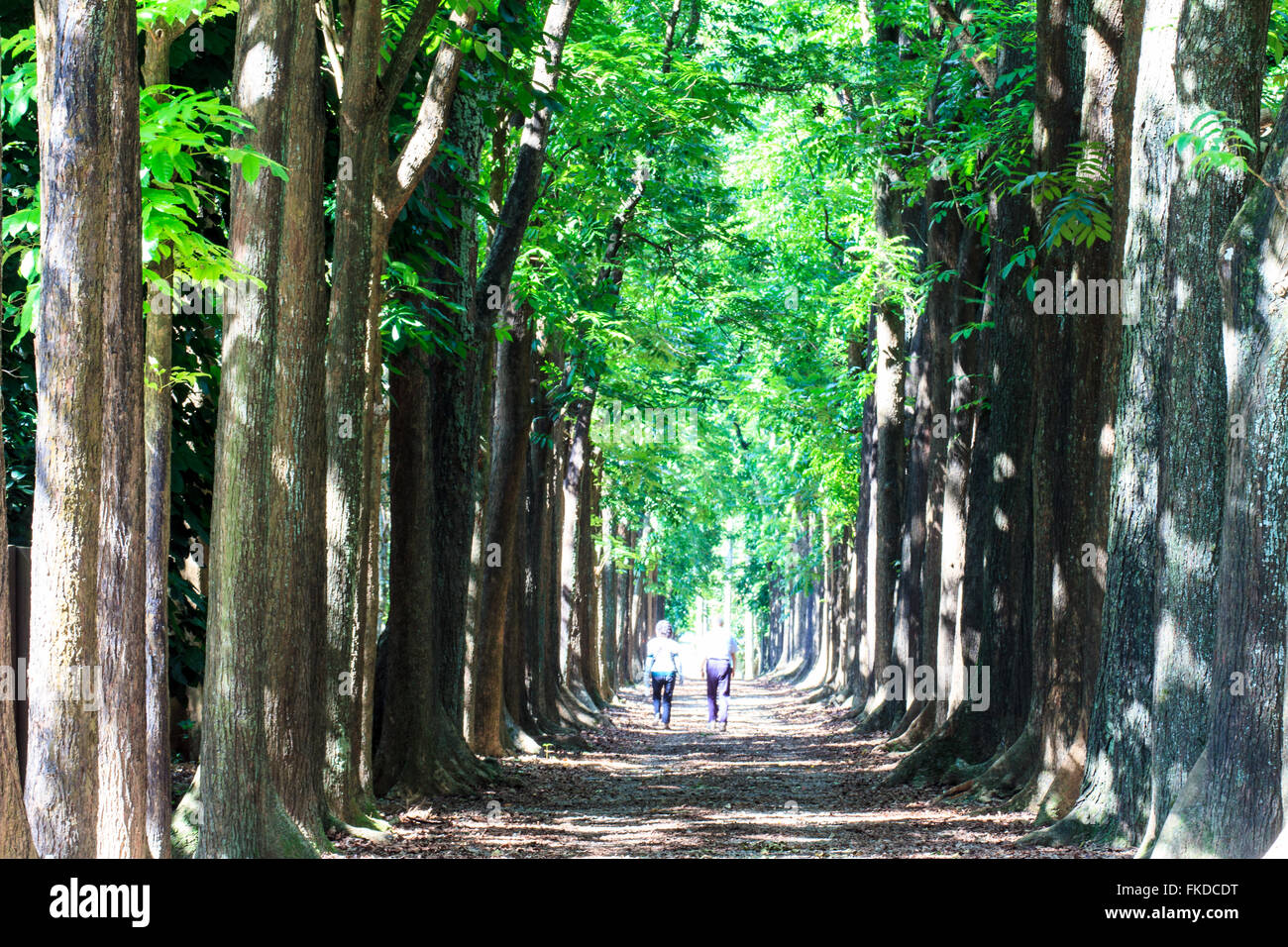 The Country road running through tree with nice color Stock Photo - Alamy