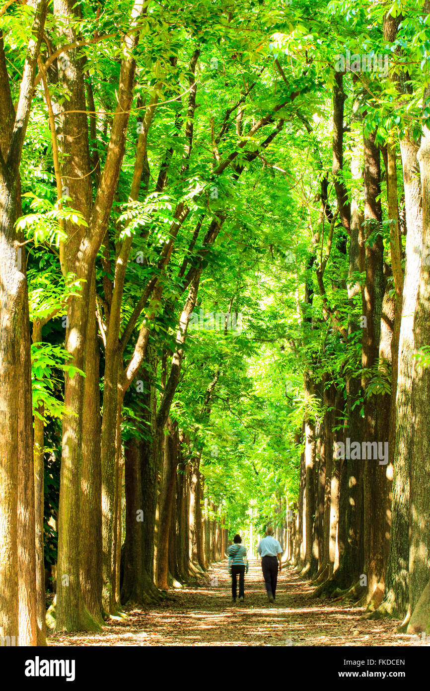 The Country road running through tree with nice color Stock Photo - Alamy