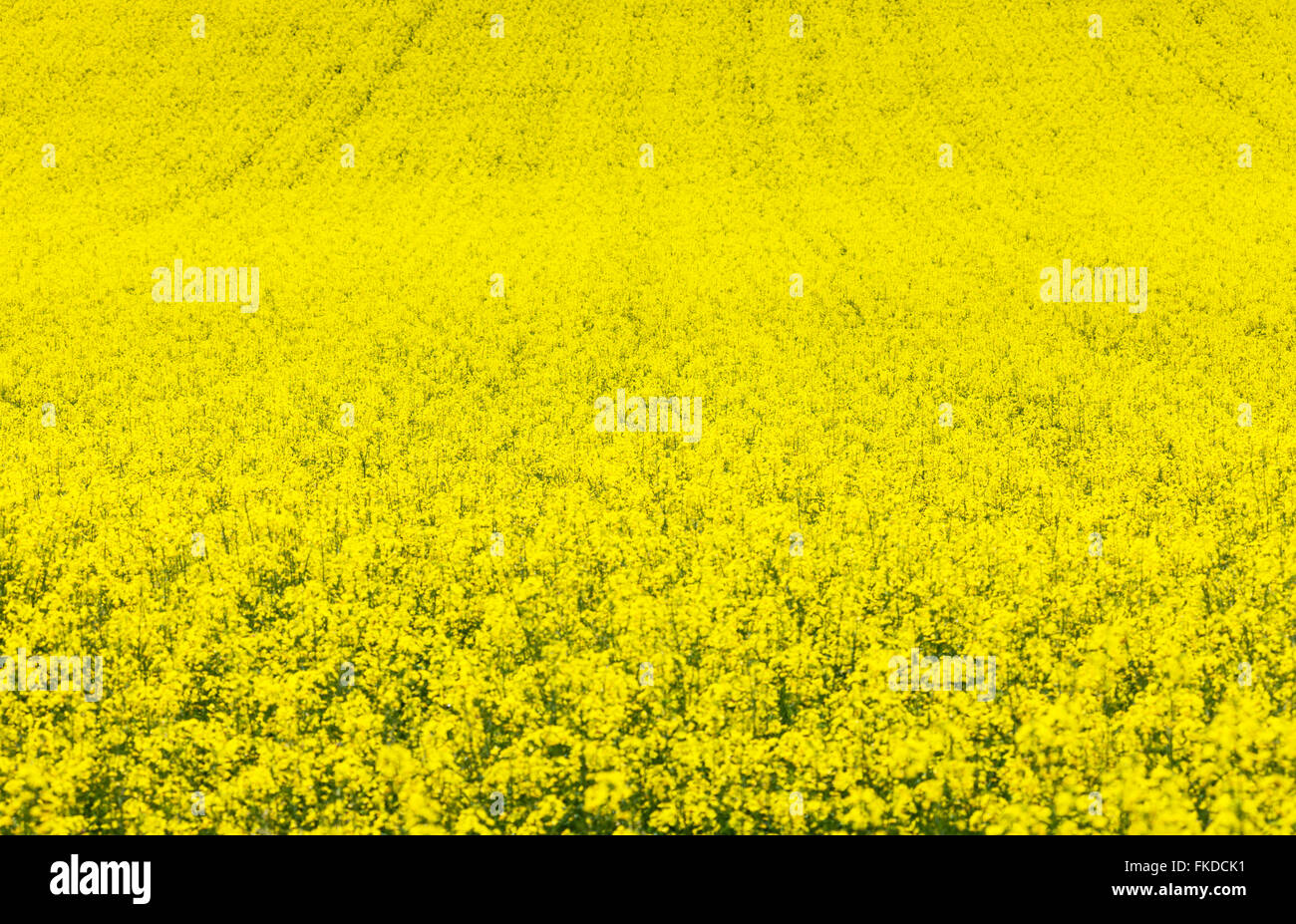 Yellow canola hi-res stock photography and images - Alamy