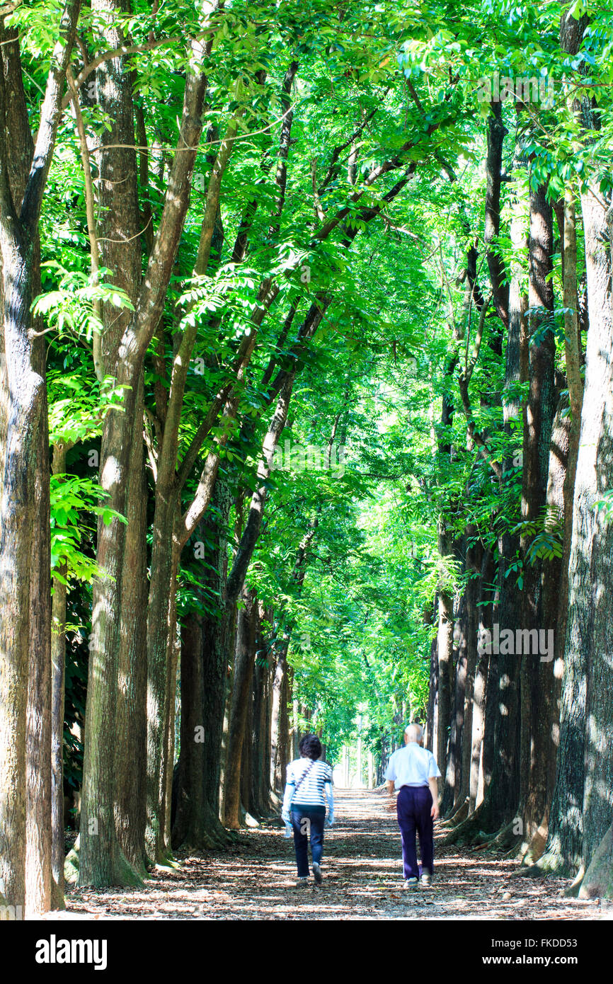 The Country road running through tree with nice color Stock Photo - Alamy