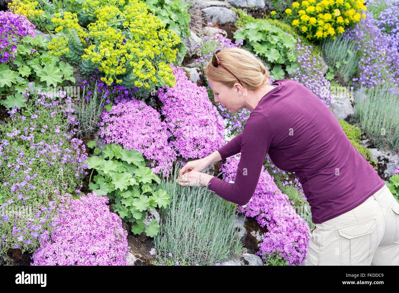 Woman picking flower growing in flowerbed Stock Photo - Alamy
