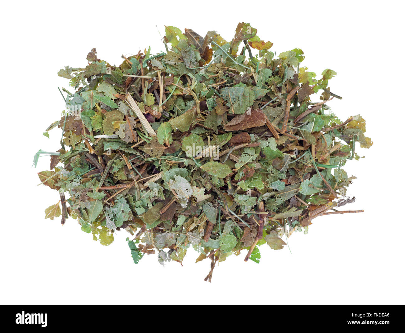 Top view of a portion of dried bilberry leaf isolated on a white ...