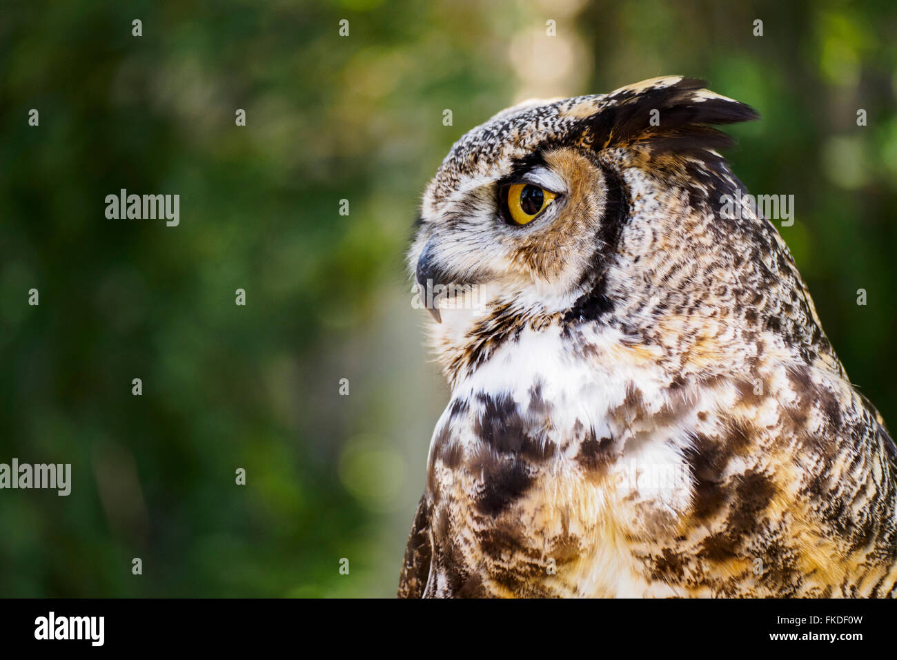 Portrait of Great horned owl (Bubo virginianus Stock Photo - Alamy