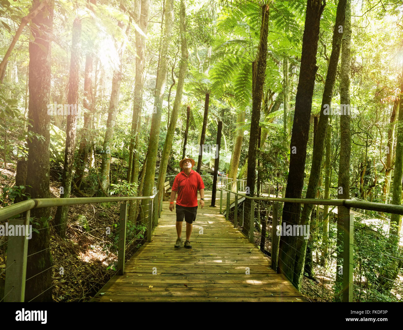 Man walking in forest Stock Photo - Alamy