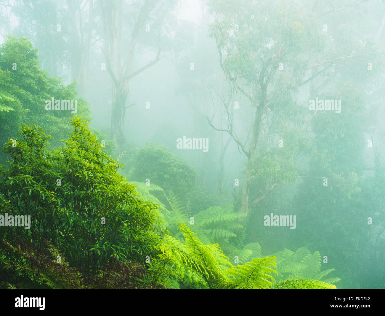 Rainforest fog hi-res stock photography and images - Alamy