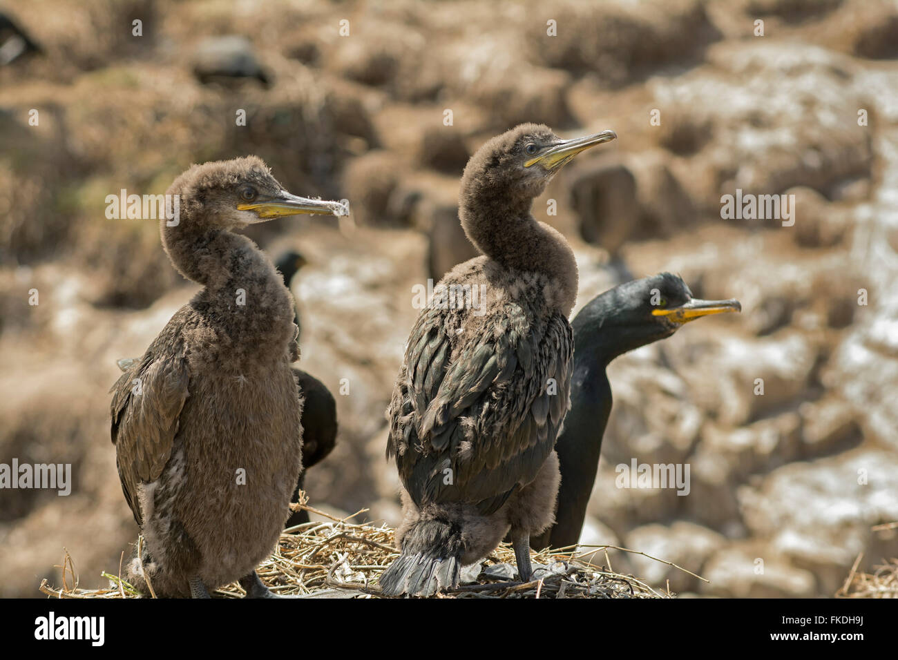 Shags with young hi-res stock photography and images - Alamy