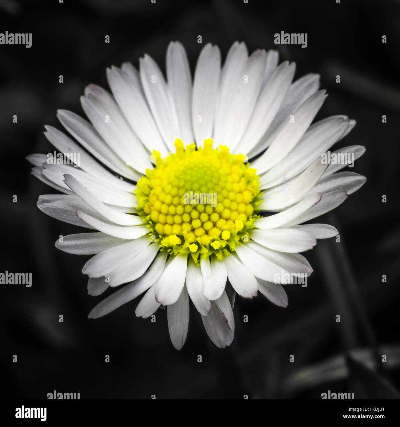 The Dark Daisy Stock Photo - Alamy
