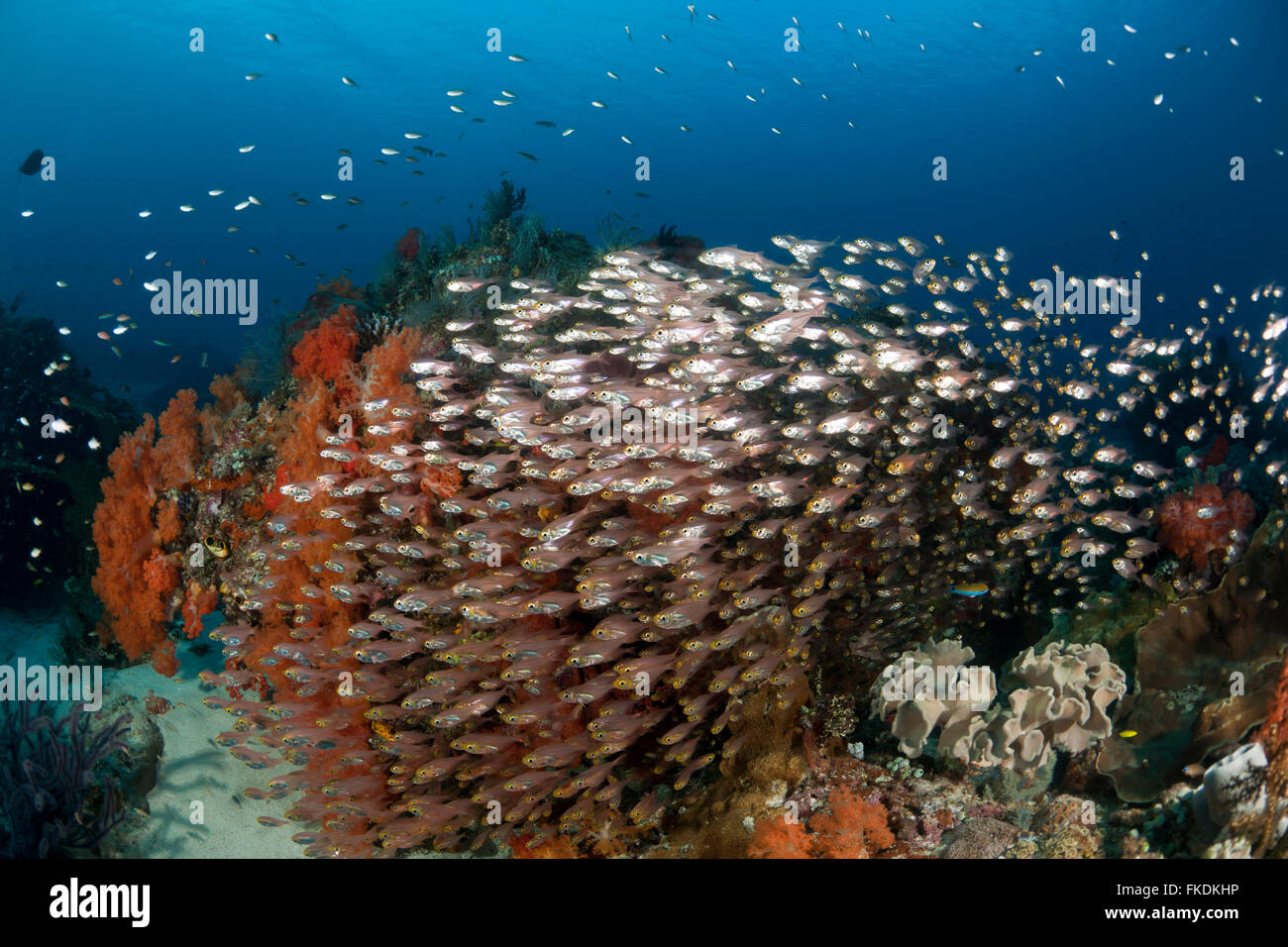 Golden sweepers (Parapriacanthus ransonneti) in the reef with colourful ...