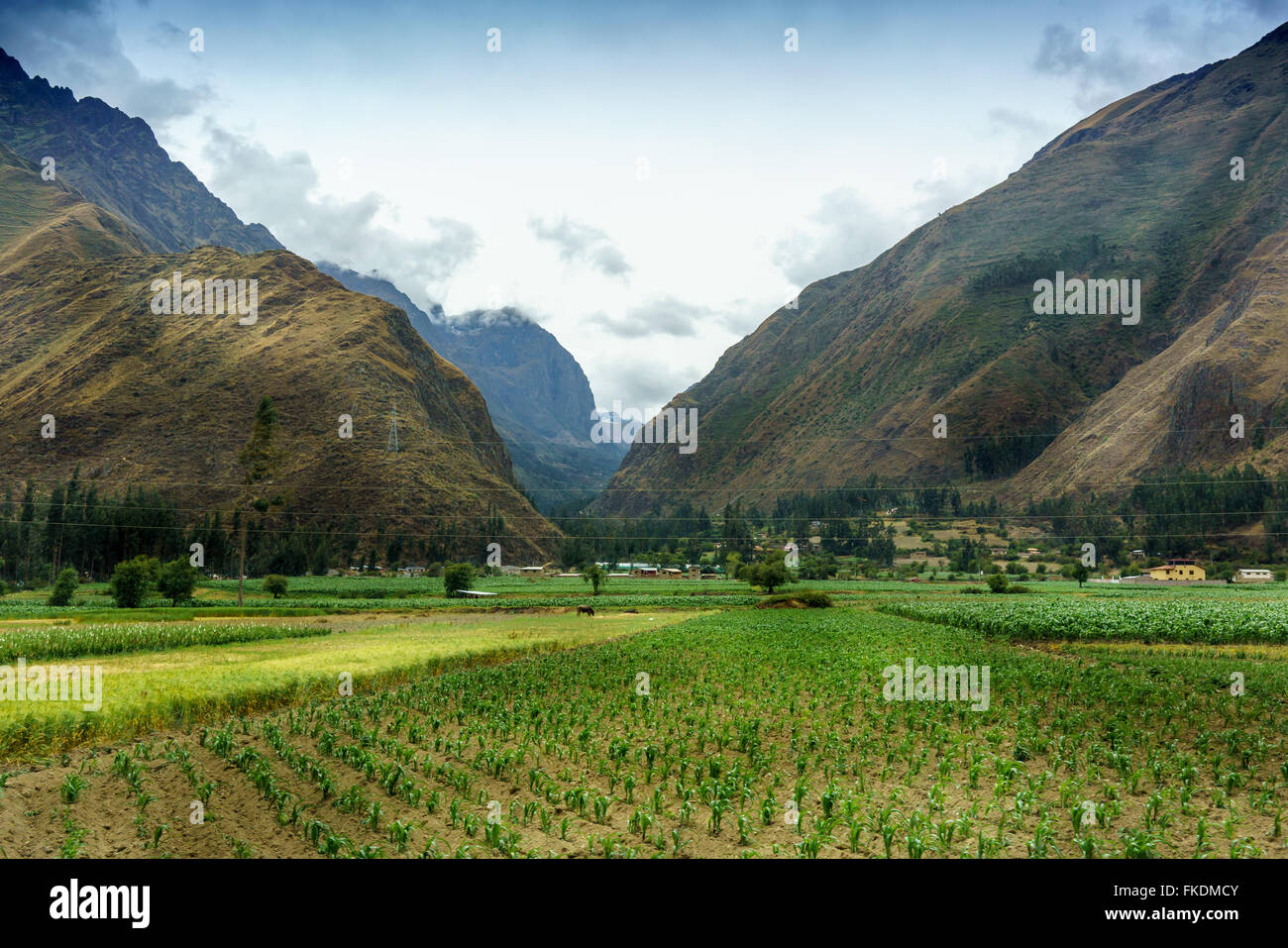 Field crop background hi-res stock photography and images - Alamy