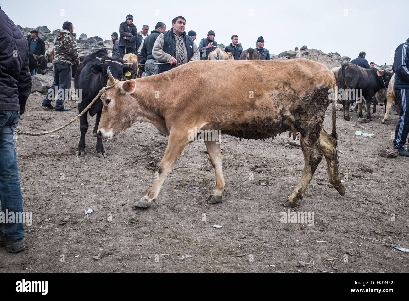 Dirty Animals Stock Photos & Dirty Animals Stock Images - Alamy