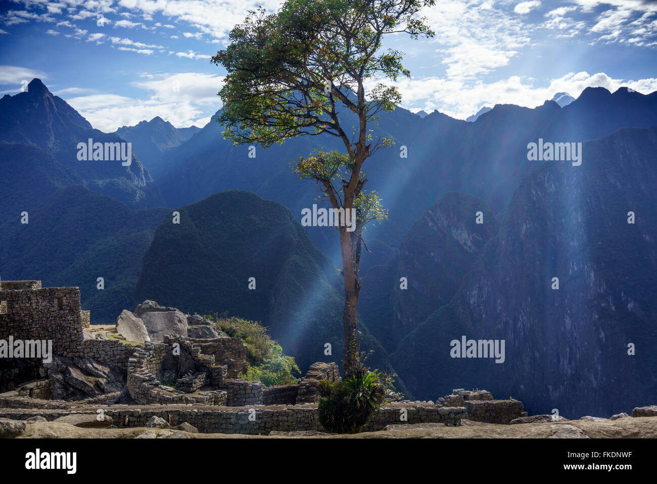 Tree with mountains hi-res stock photography and images - Alamy