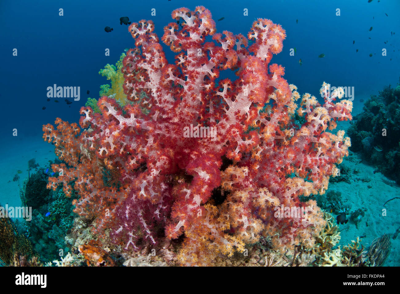 Soft corals (Dendronephthya) in the reef Stock Photo - Alamy