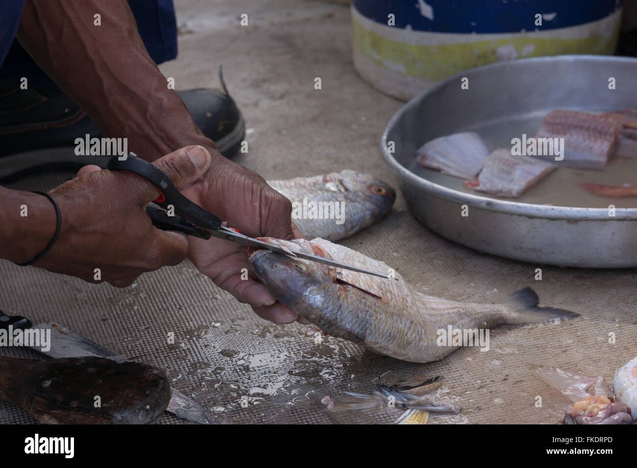 fisherman gutting fish on a fishing boat Stock Photo - Alamy