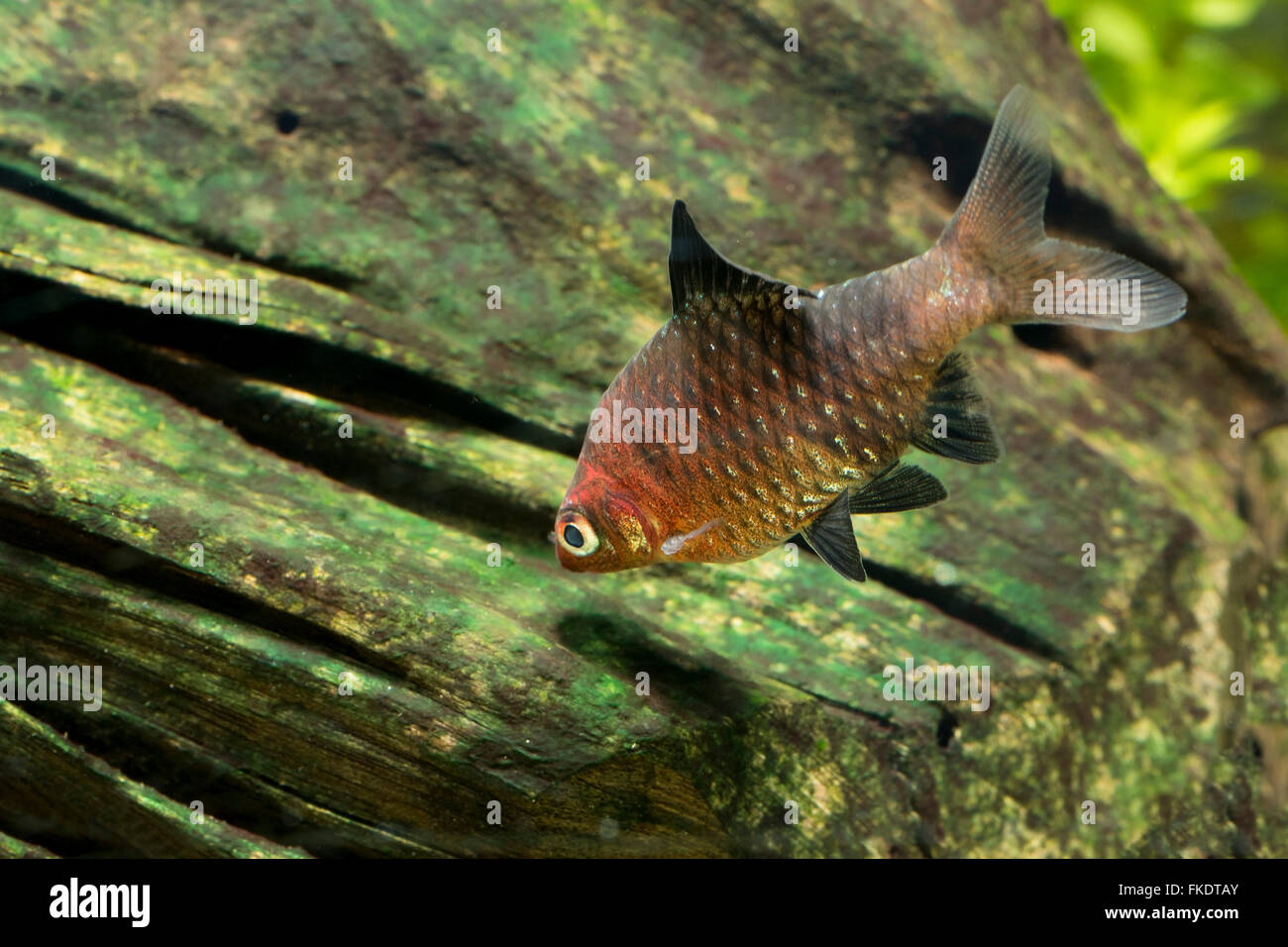 Male Black Ruby Barb Stock Photo - Alamy