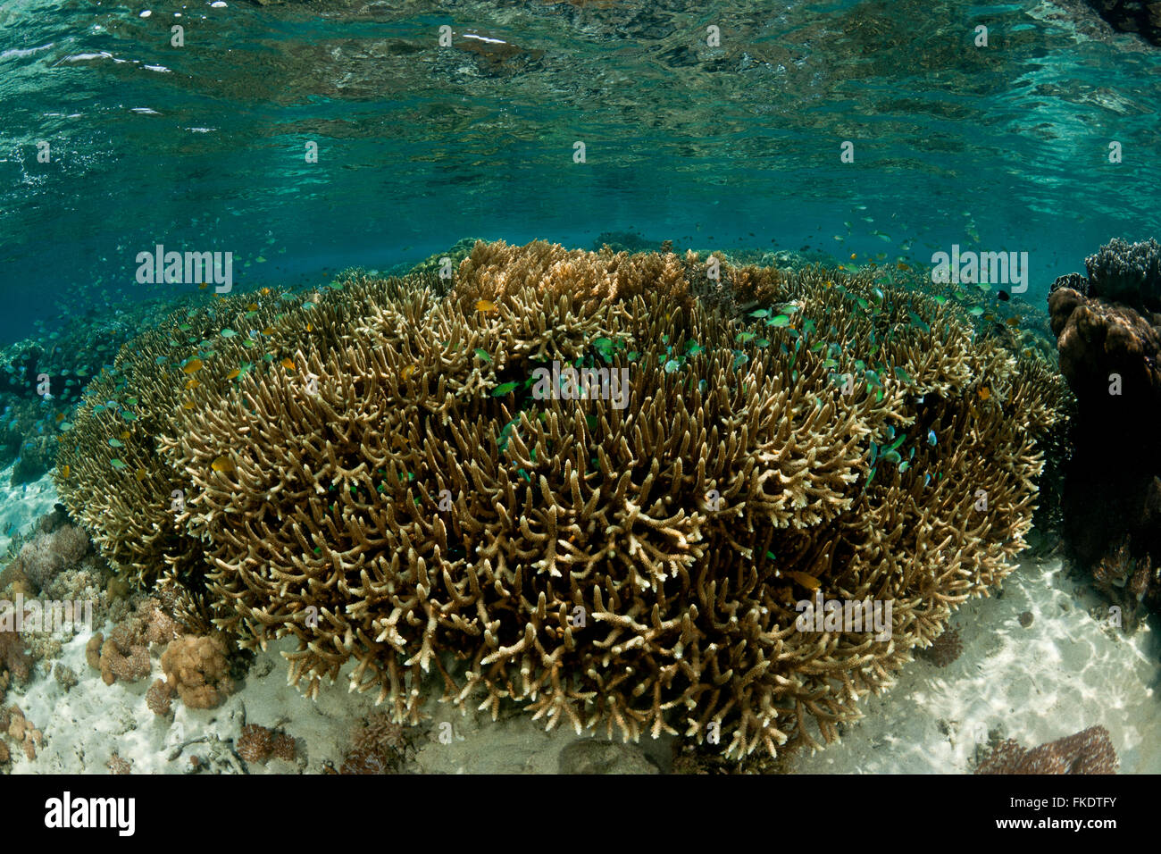 Ocean shallows underwater hi-res stock photography and images - Alamy