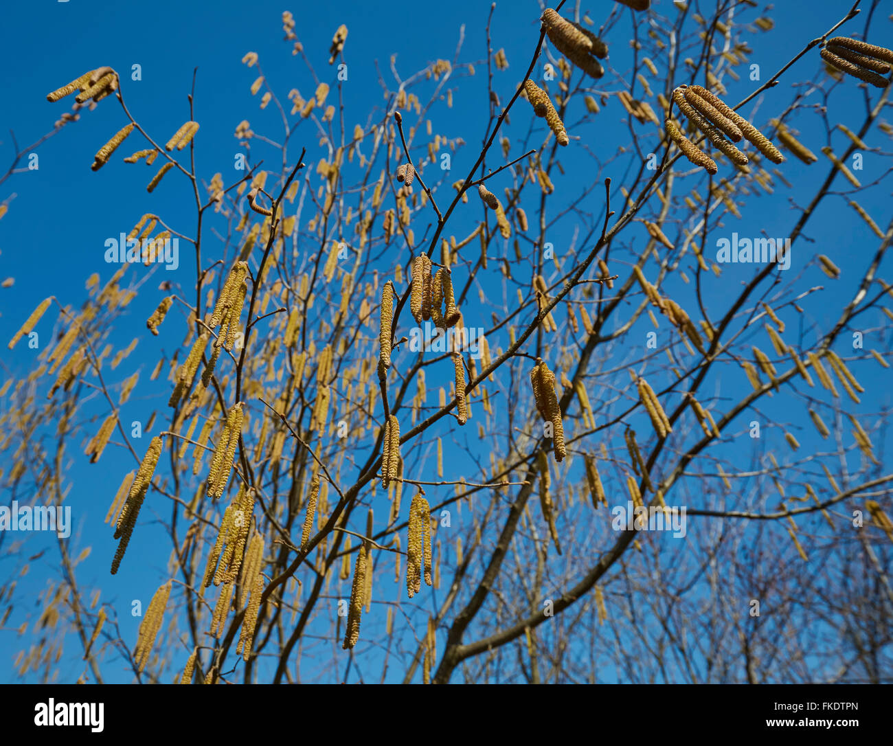 Hazel buds in a spring day under clear blue sky Stock Photo - Alamy