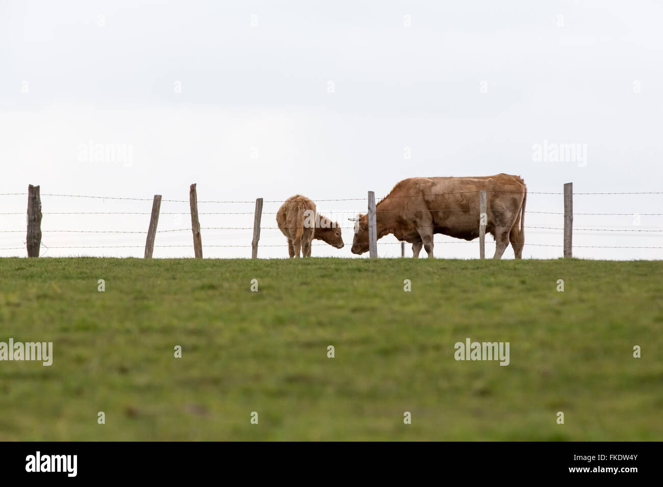 Cow grazing France crisis farmer Stock Photo - Alamy