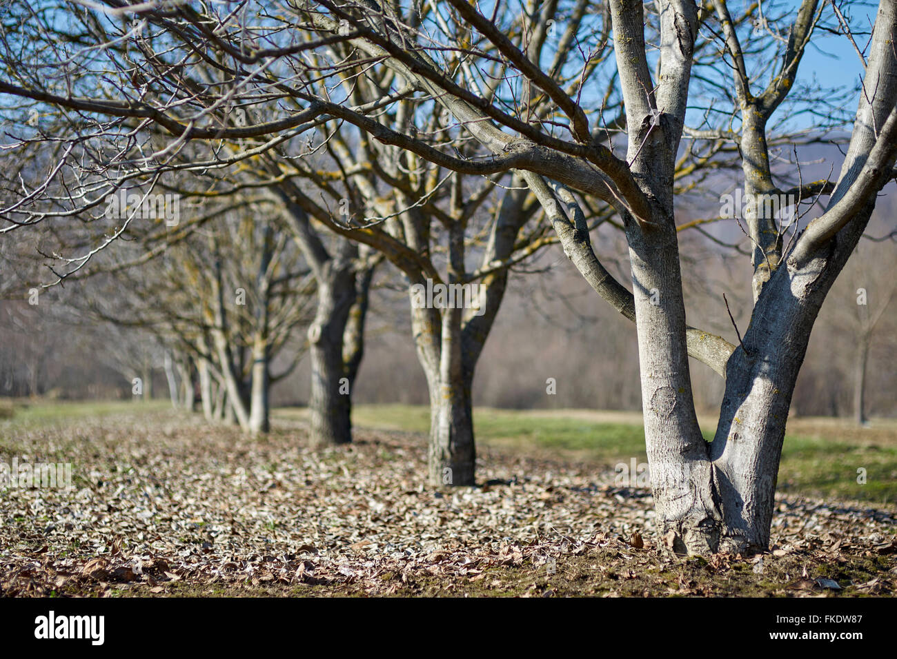 Landscape of a walnut trees orchard in the spring Stock Photo - Alamy