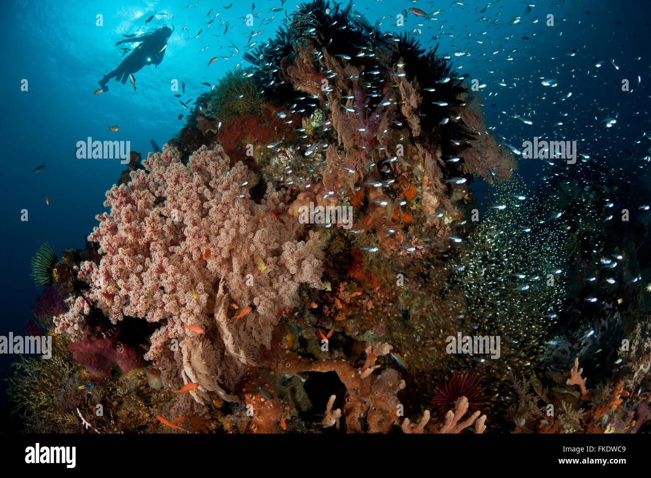 Golden sweepers (Parapriacanthus ransonneti) in the reef with colourful ...