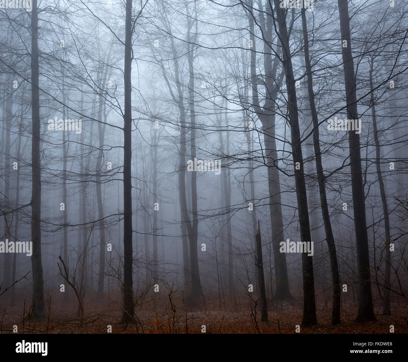 Landscape with a scary forest and thick fog in the morning Stock Photo ...