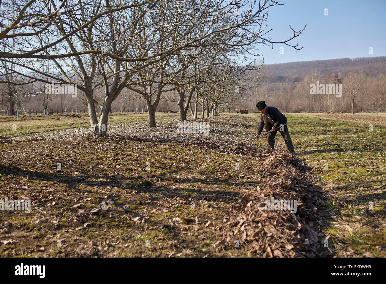 Using a rake hi-res stock photography and images - Alamy